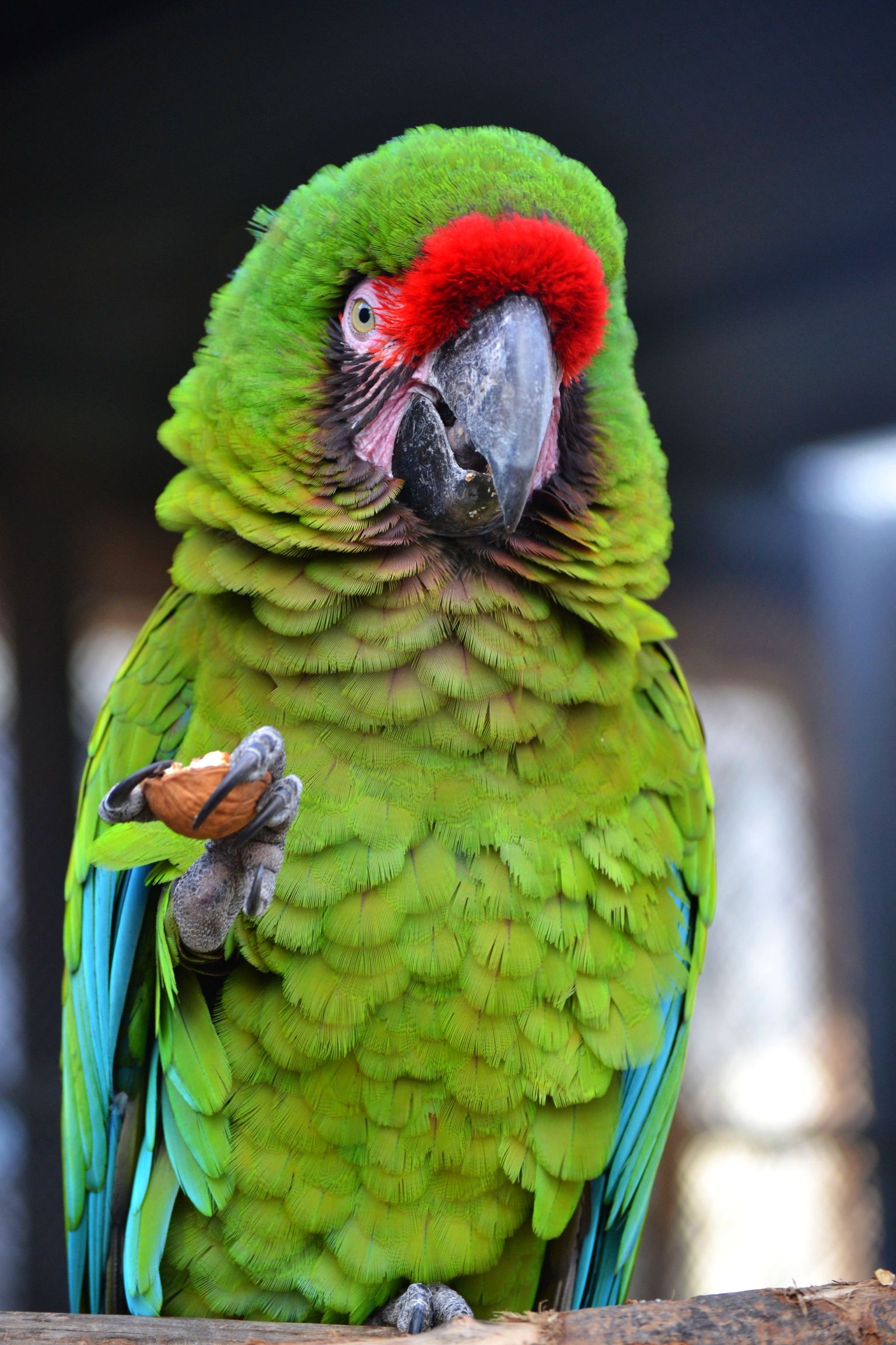 WORLD ANIMAL DAY AND ANIMAL SPONSOR'S DAY | Events | Visit Bratislava